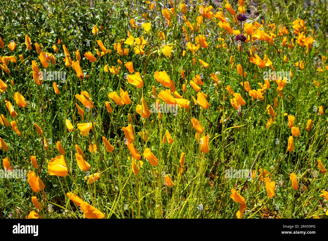 Spring wildflowers bloom in the desert, along the Oatman Highway, north ...