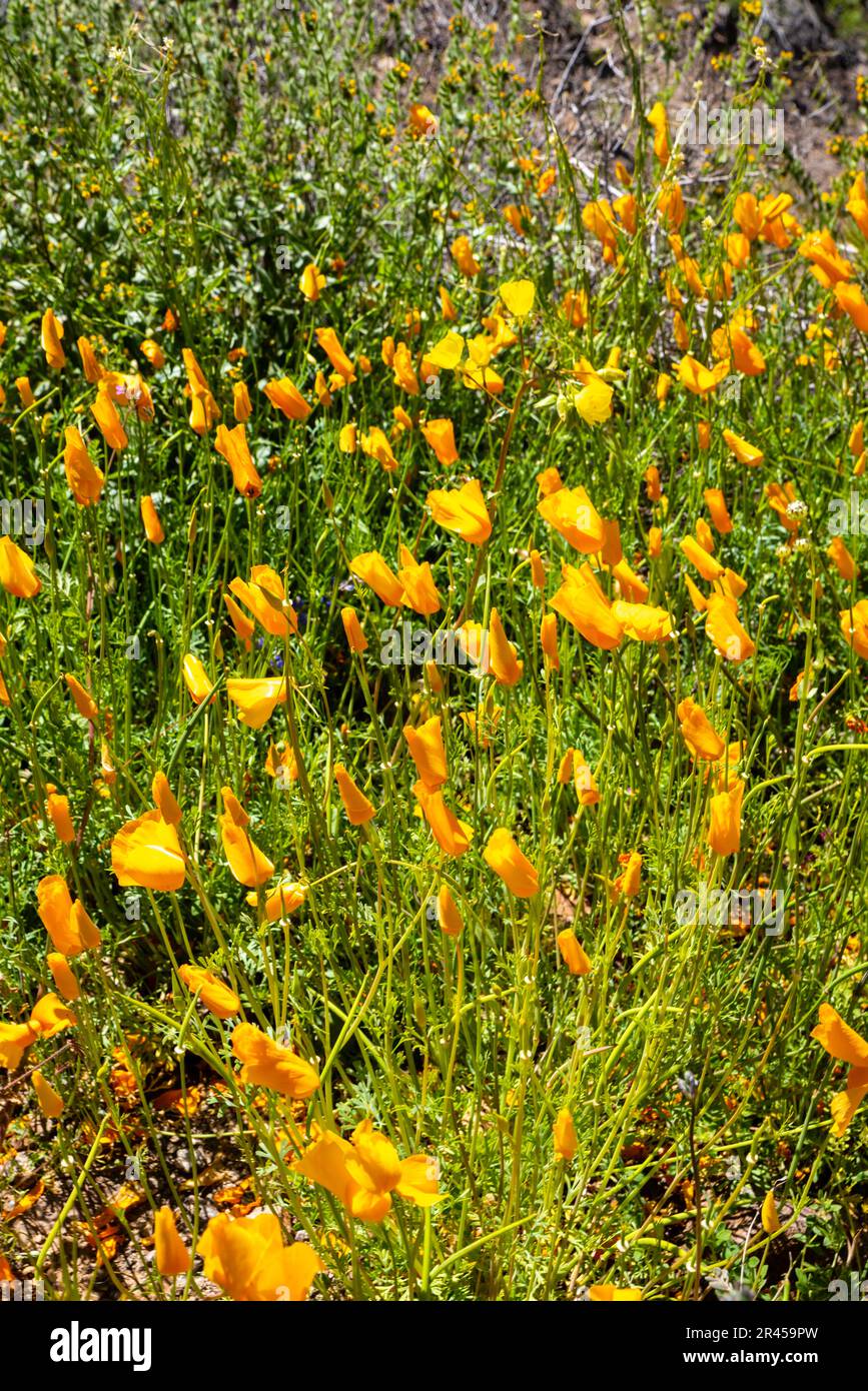 Spring wildflowers bloom in the desert, along the Oatman Highway, north ...