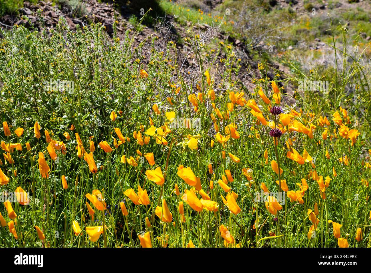 Spring wildflowers bloom in the desert, along the Oatman Highway, north ...