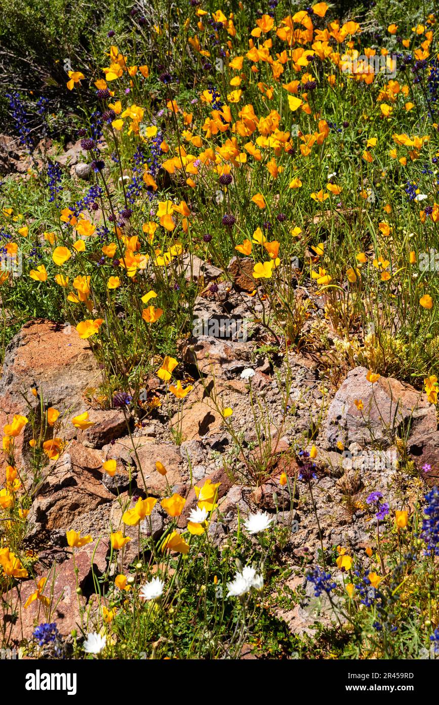 Spring wildflowers bloom in the desert, along the Oatman Highway, north ...