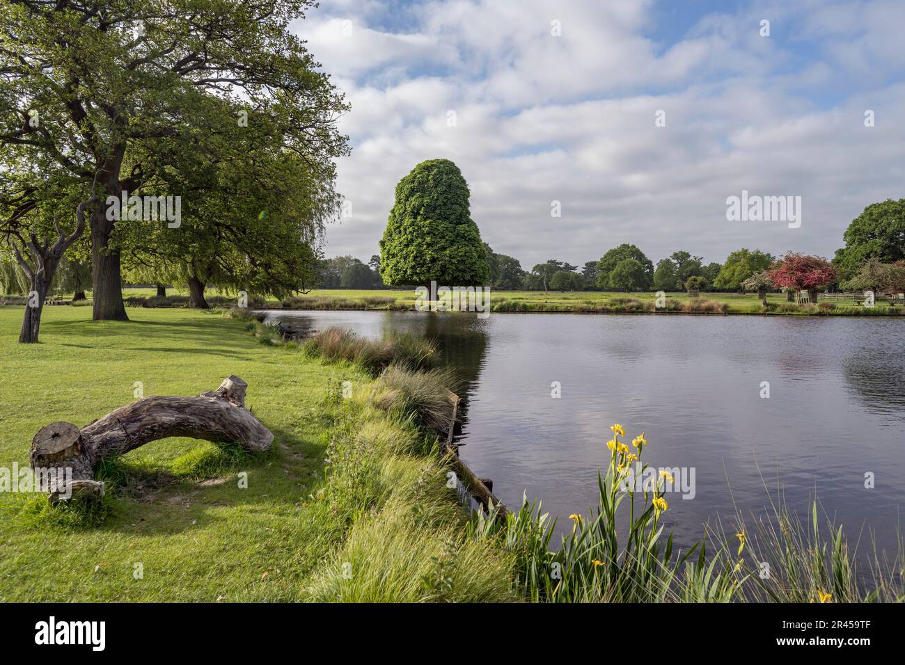 Pond side view of old log and growing yellow flag wild flower in late ...