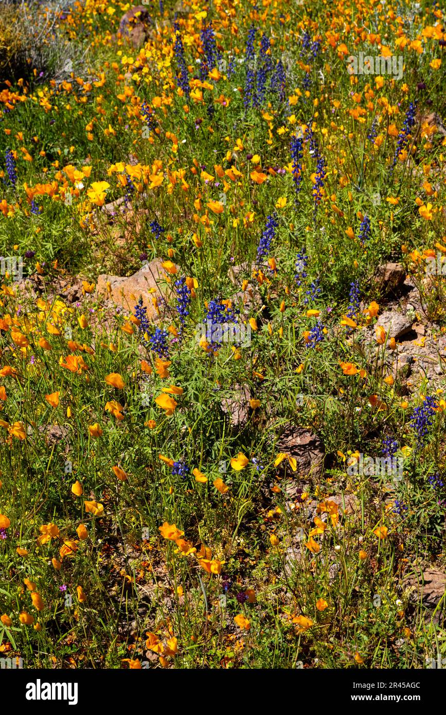 Spring wildflowers bloom in the desert, along the Oatman Highway, north ...