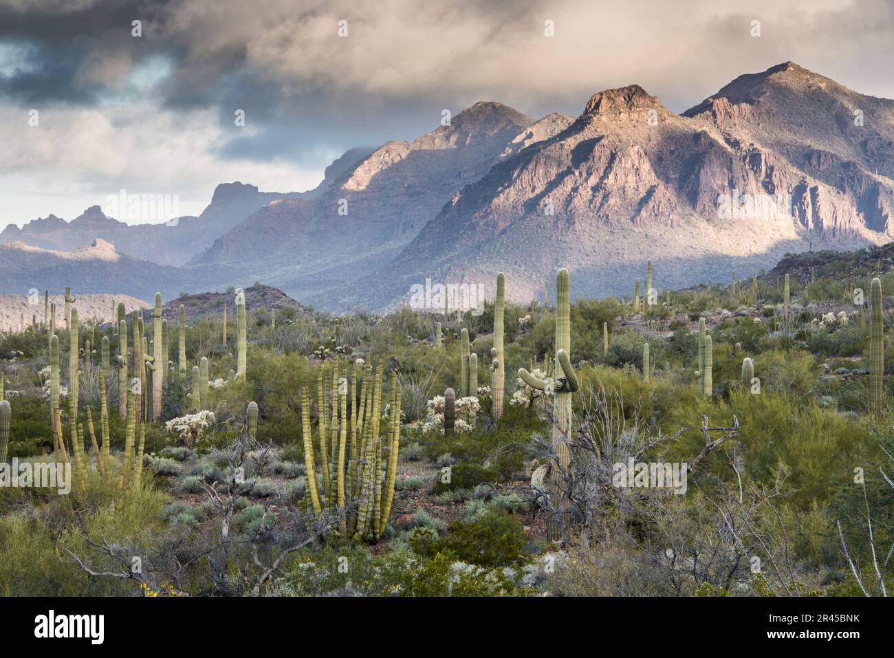 Scenic Landscape of Sonoran Desert with Saguaro Cactus, Organ Pipe Cactus National Monument, Ajo ...