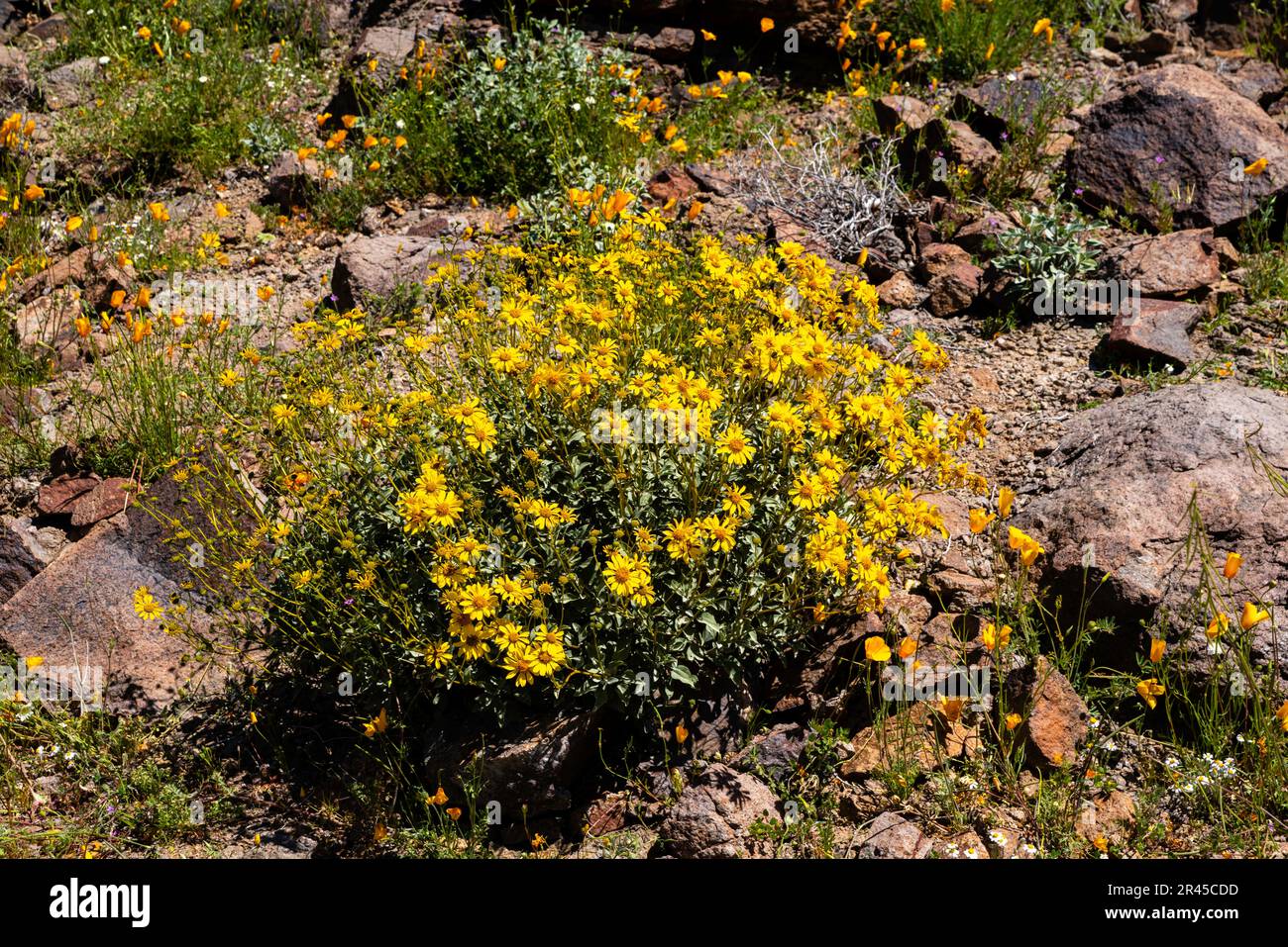 Spring wildflowers bloom in the desert, along the Oatman Highway, north ...
