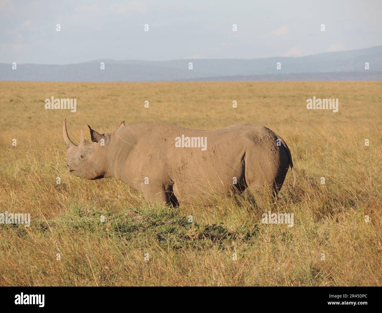 Black Rhinoceros Maasai Mara Kenya Stock Photo - Alamy