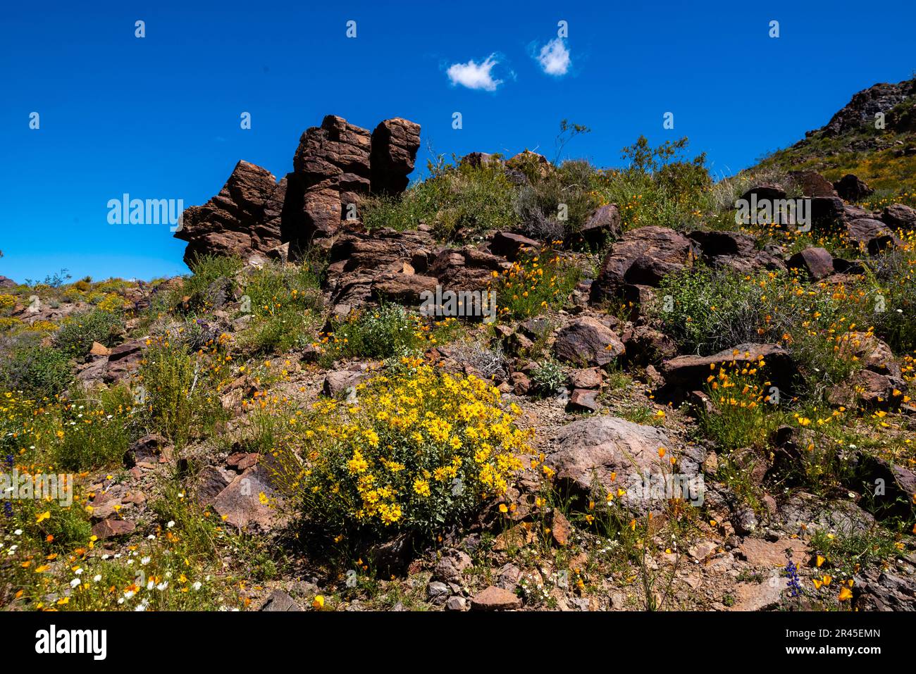 Spring wildflowers bloom in the desert, along the Oatman Highway, north ...