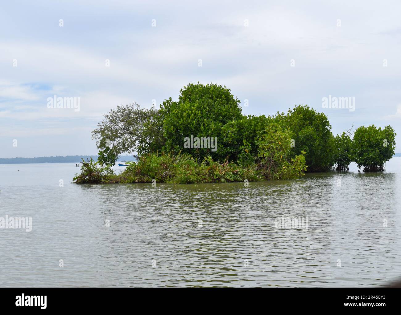 A red mangrove tree growing in water Stock Photo - Alamy