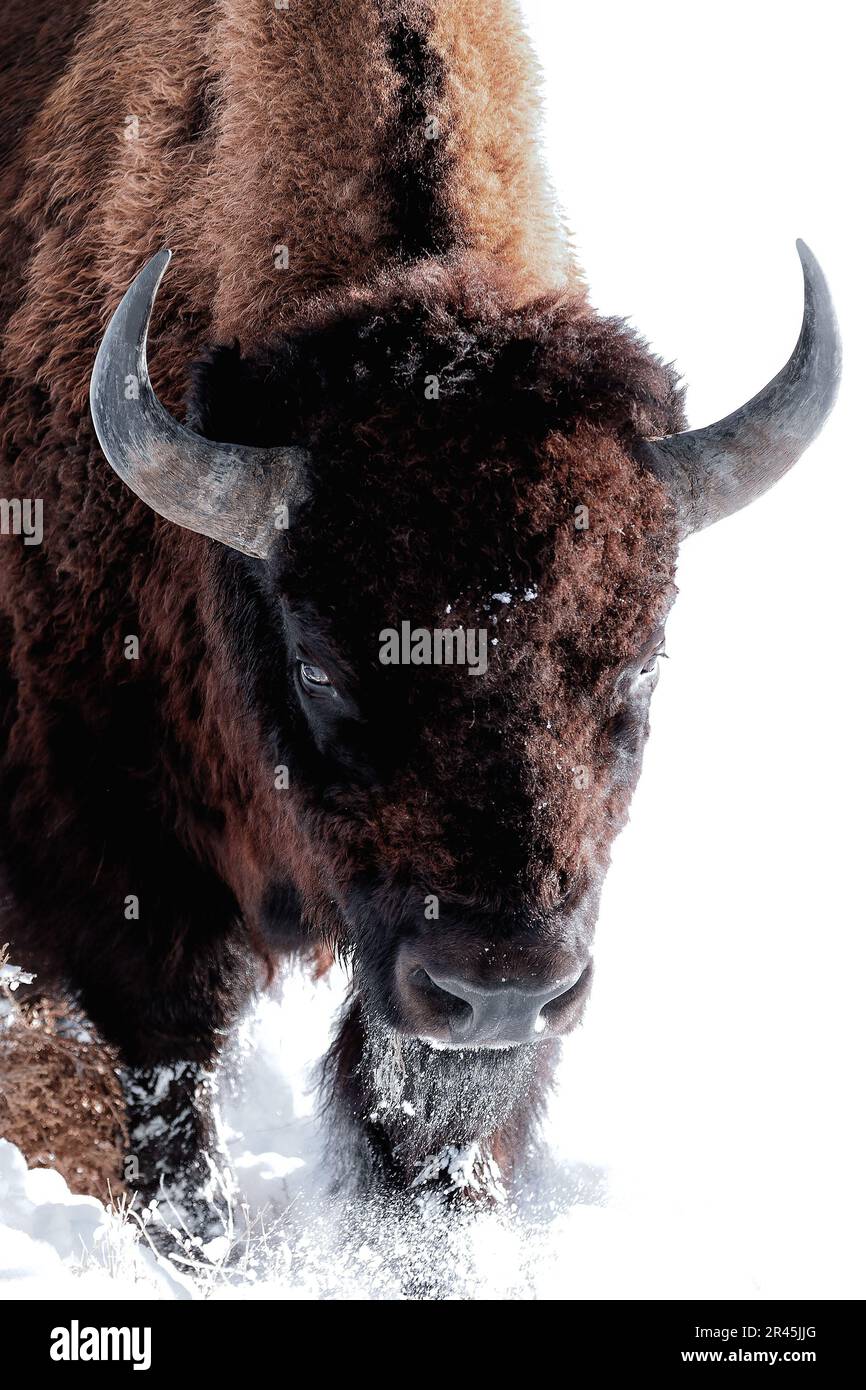 A majestic steppe bison in a snowy winter landscape Stock Photo - Alamy