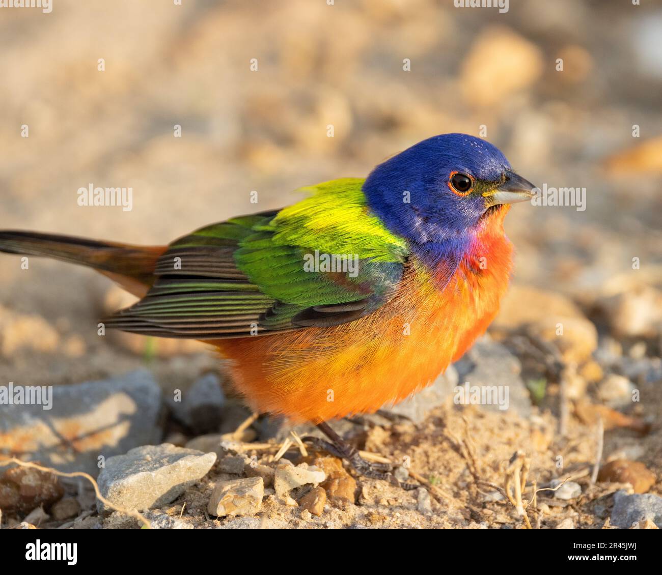 Painted bunting nest hi-res stock photography and images - Alamy