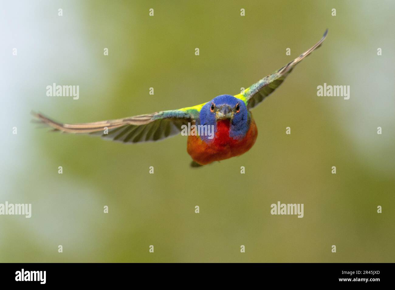 A vibrant painted bunting (Passerina ciris) bird flying Stock Photo - Alamy
