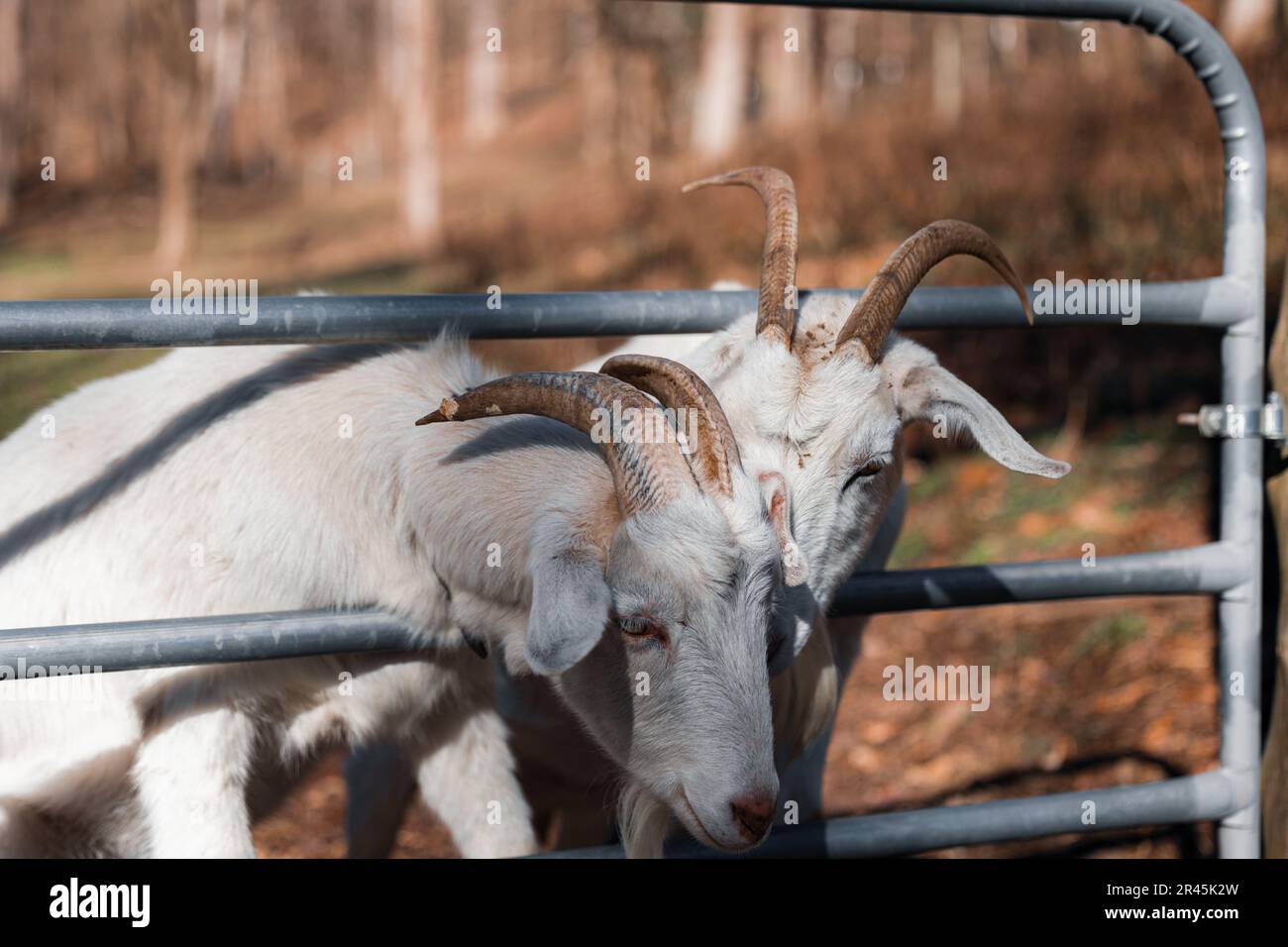 The white goats looking through bars of gate Stock Photo - Alamy