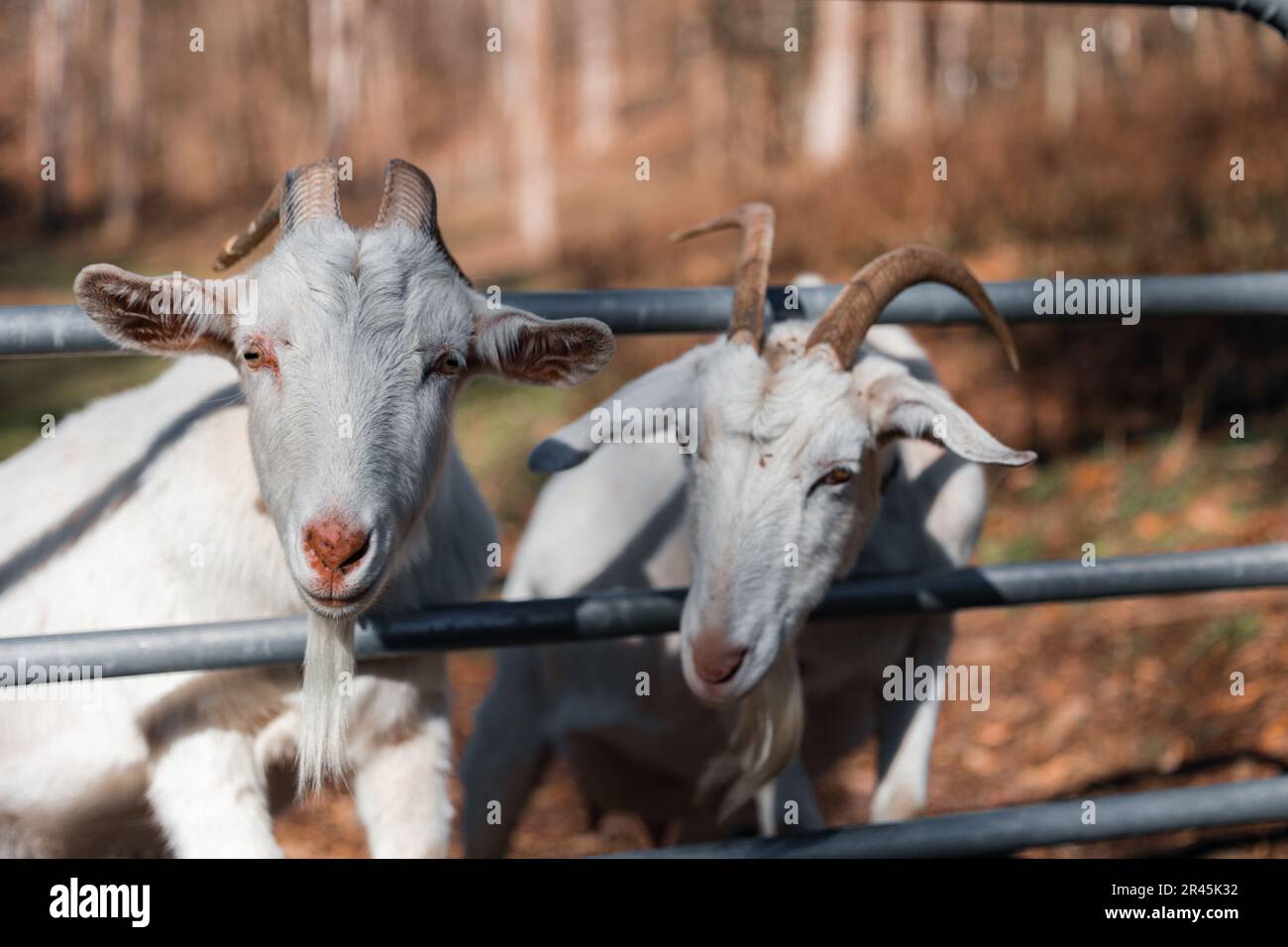 The white goats looking through bars of gate Stock Photo - Alamy