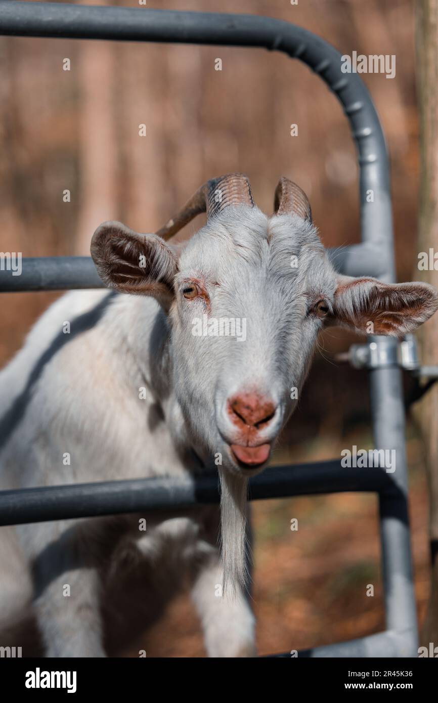 A white goat looking through bars of gate Stock Photo - Alamy