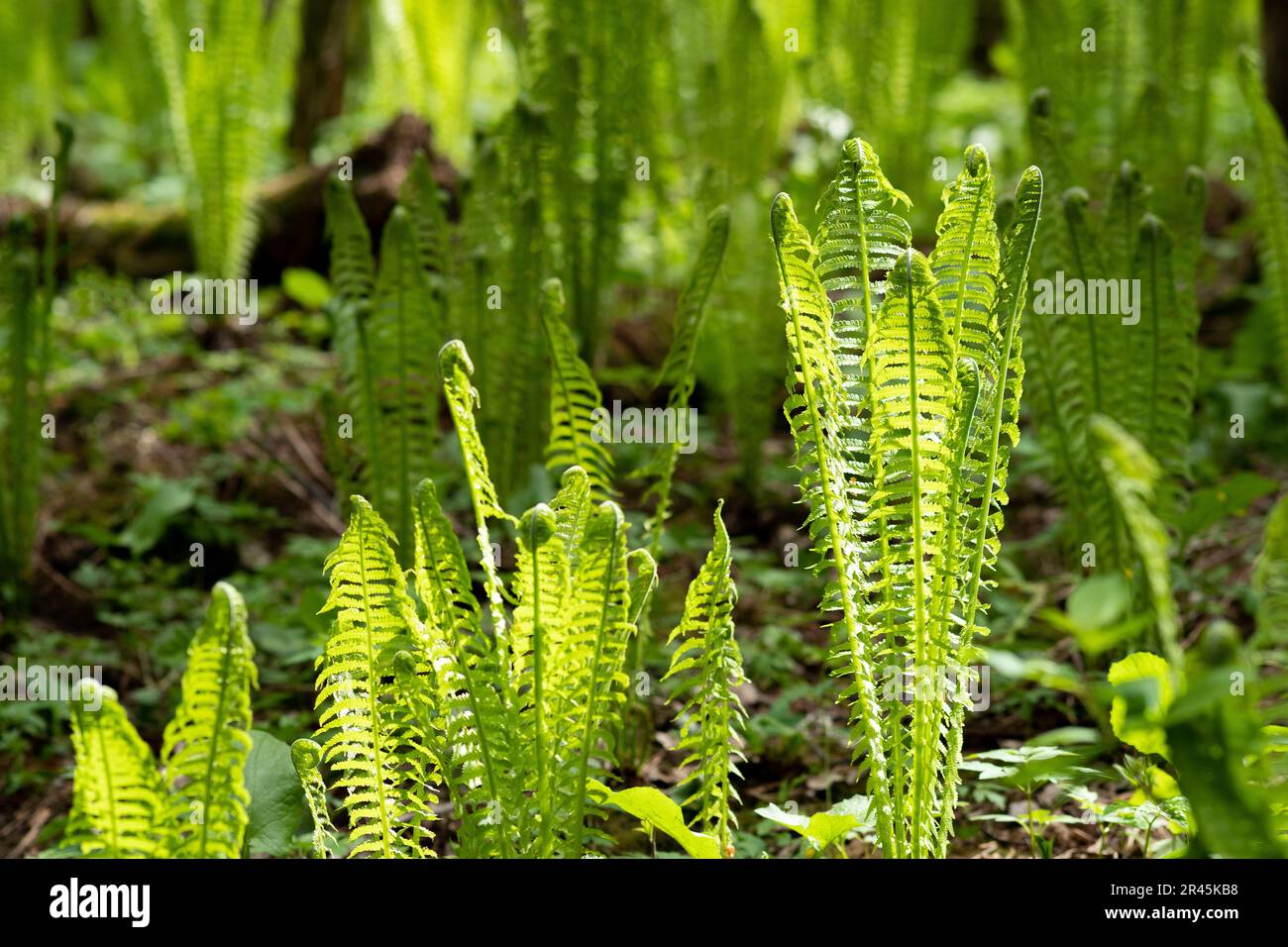 natural spring background, forest landscape with seedlings of ferns ...