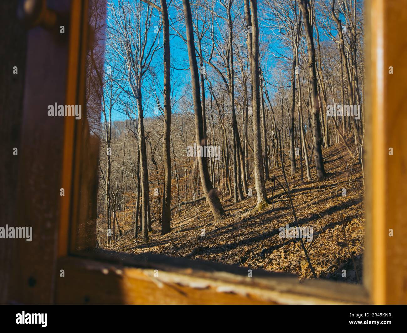 View through window leaves hi-res stock photography and images - Alamy