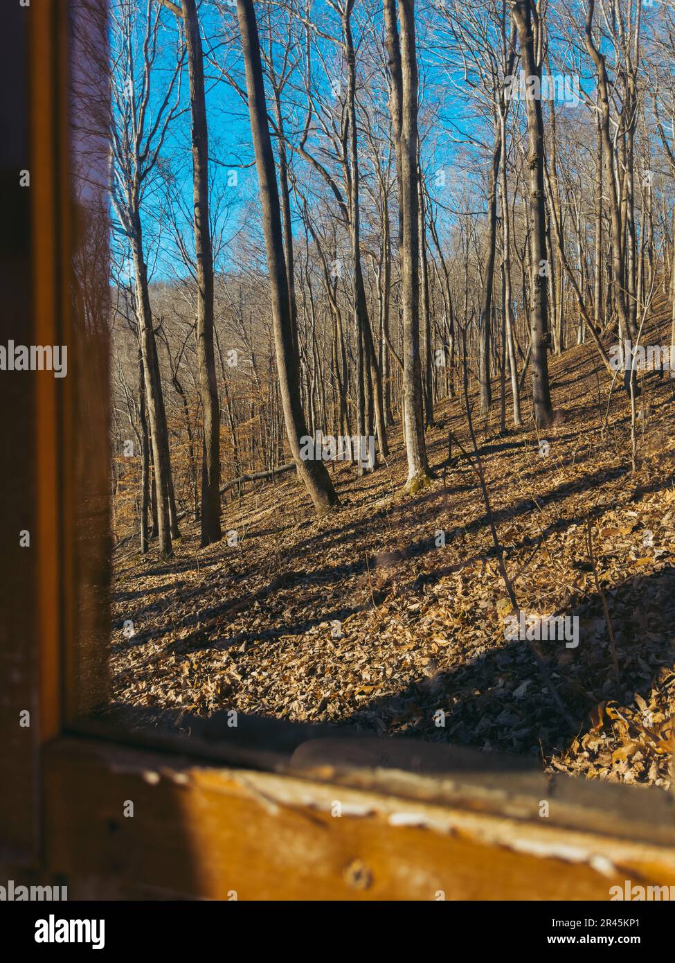 A view through a window frame with a forest in the background Stock ...