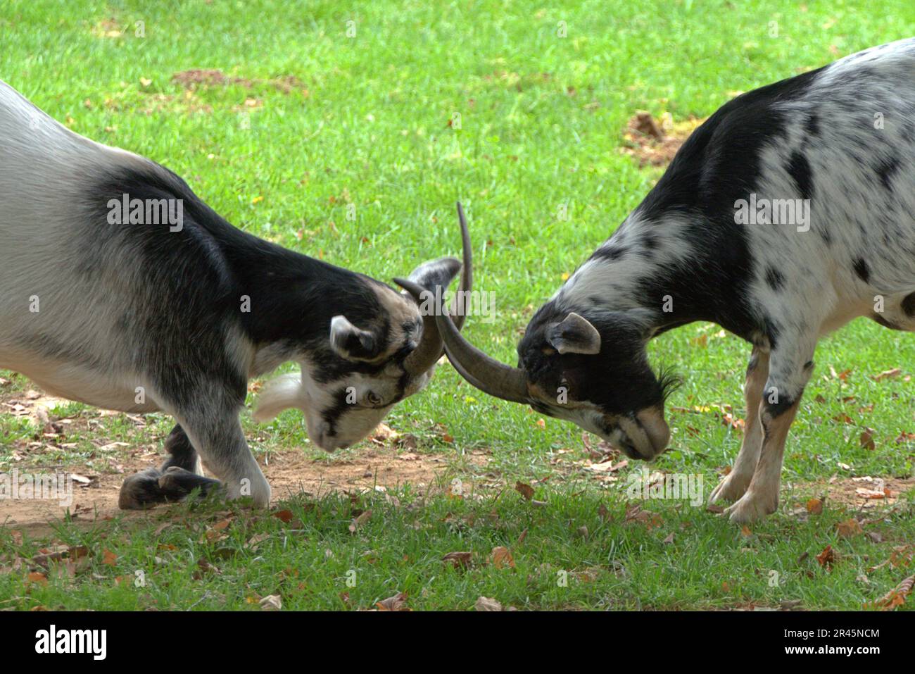 Two goats heads hi-res stock photography and images - Alamy