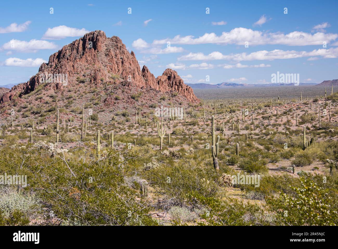 Dripping springs, an oasis in the Sonoran Desert, Organ Pipe Cactus ...