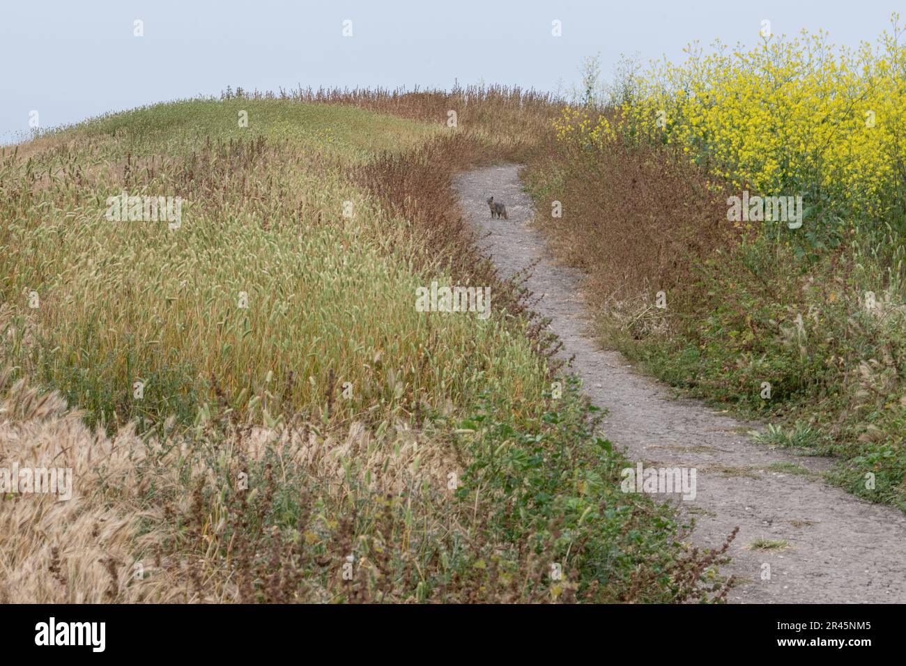 A island fox stands in the distance on a hiking trail in the Channel ...