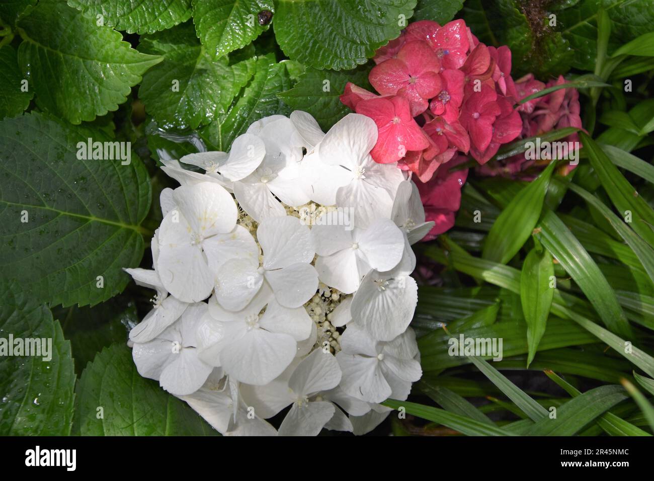 Stunning hydrangea colors hi-res stock photography and images - Alamy