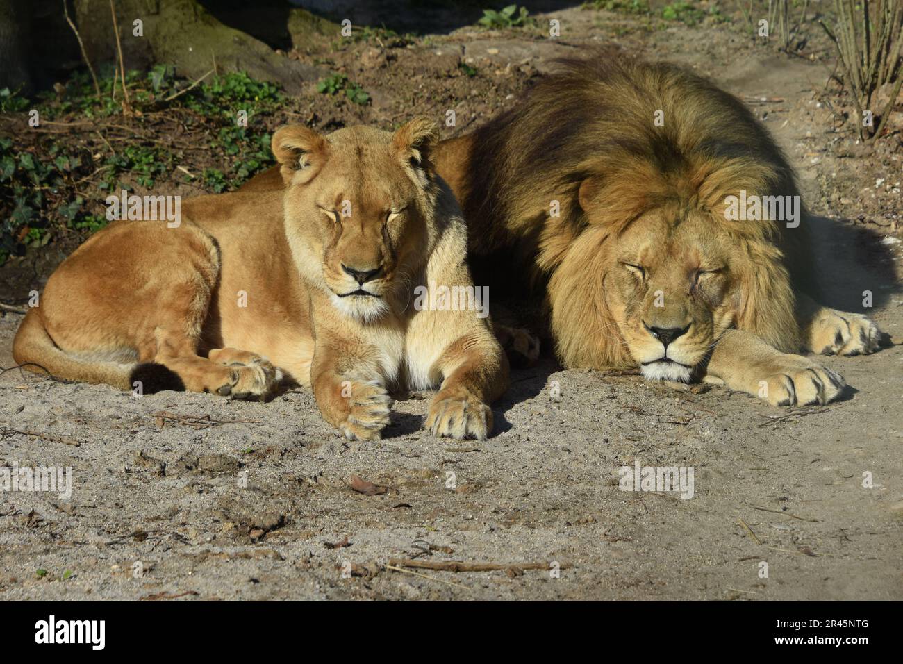 The two Katanga lions lying in the sand side by side in a peaceful and ...