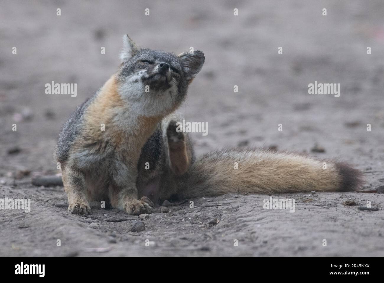 An island fox (Urocyon littoralis) scratching itself on Santa Cruz ...