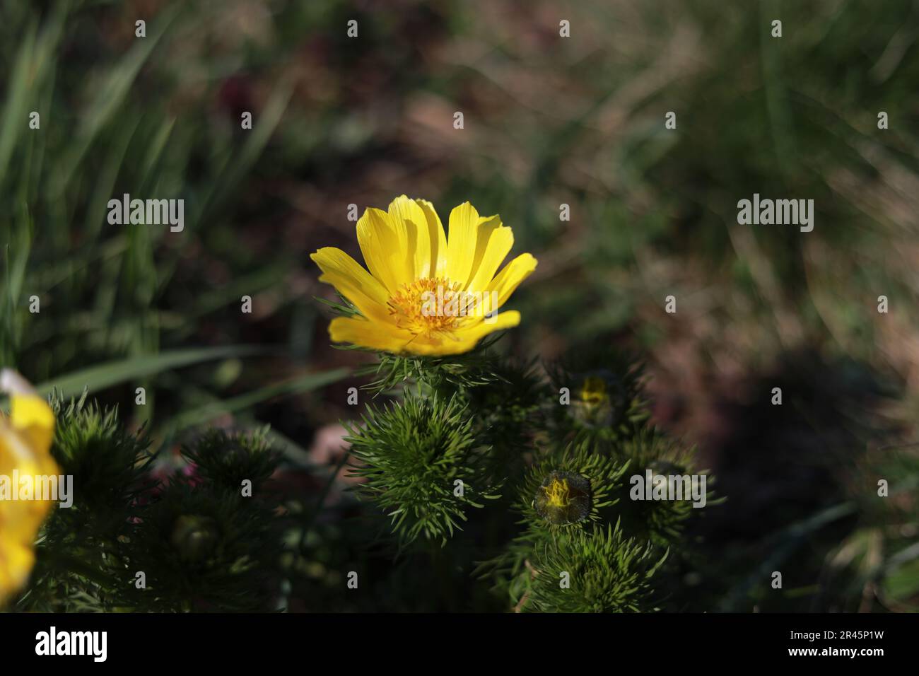 Amur adonis flower green yellow hi-res stock photography and images - Alamy