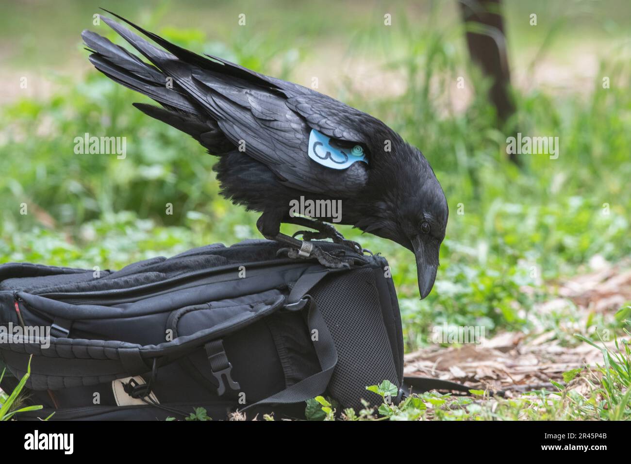 A common raven (Corvus corvax) raiding a backpack, the bird has a wing ...
