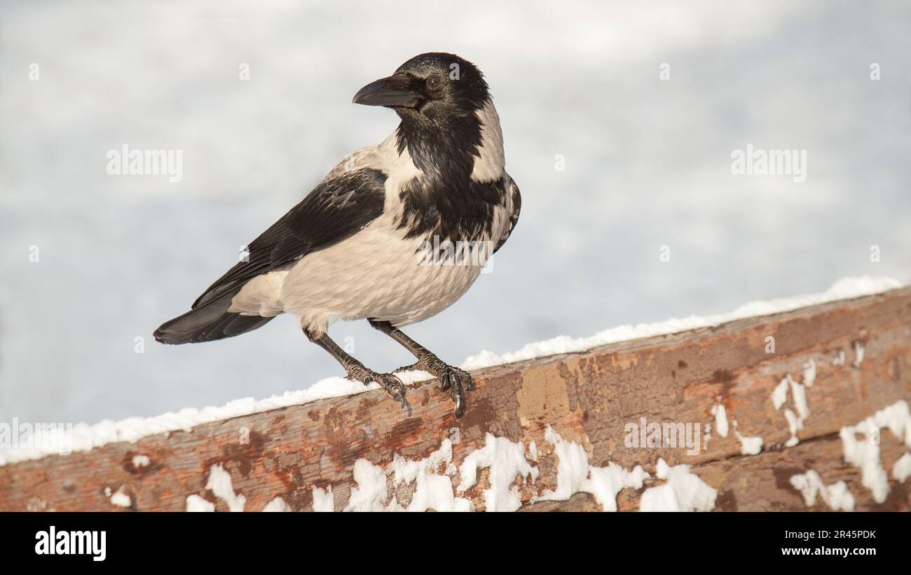 A black and white crow perched on a ledge covered with snow and ...