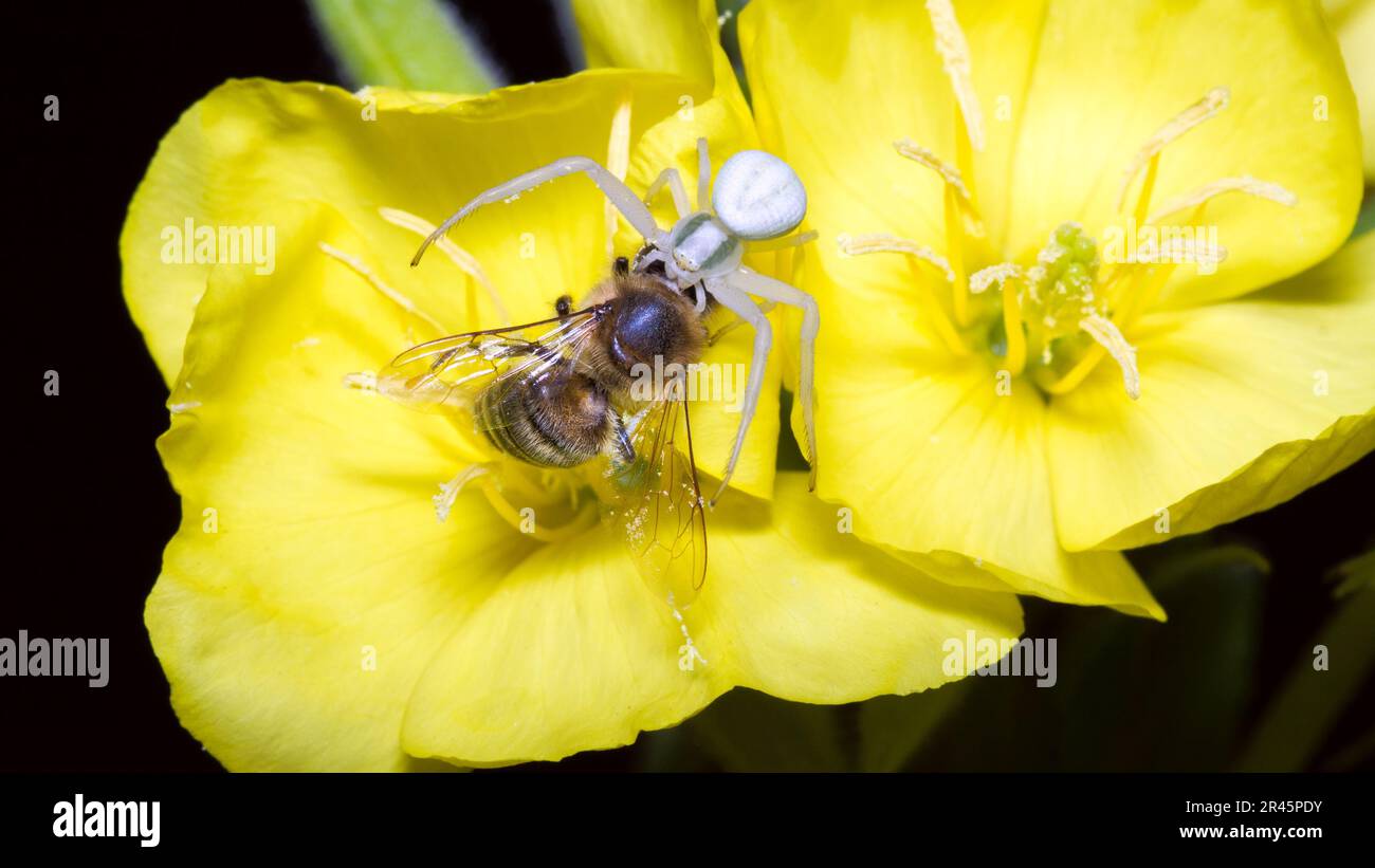 An image of an arachnid, the Misumena vatia spider, engaged in a battle ...