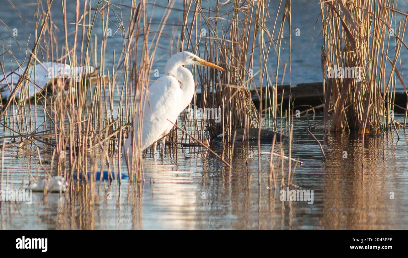 Great body of water hi-res stock photography and images - Alamy