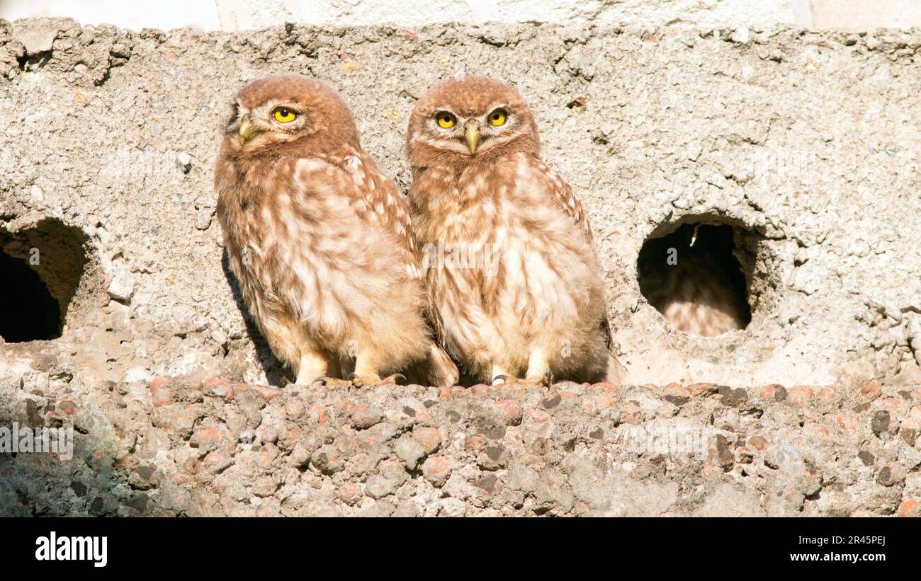 Two white owls perched on a concrete wall, side by side, looking ...
