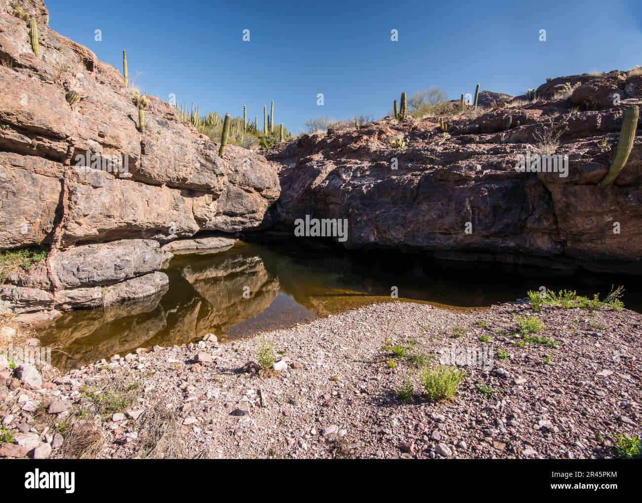 Landscape at Wildhorse Tank, an oasis in the Sonoran Desert, Organ Pipe ...