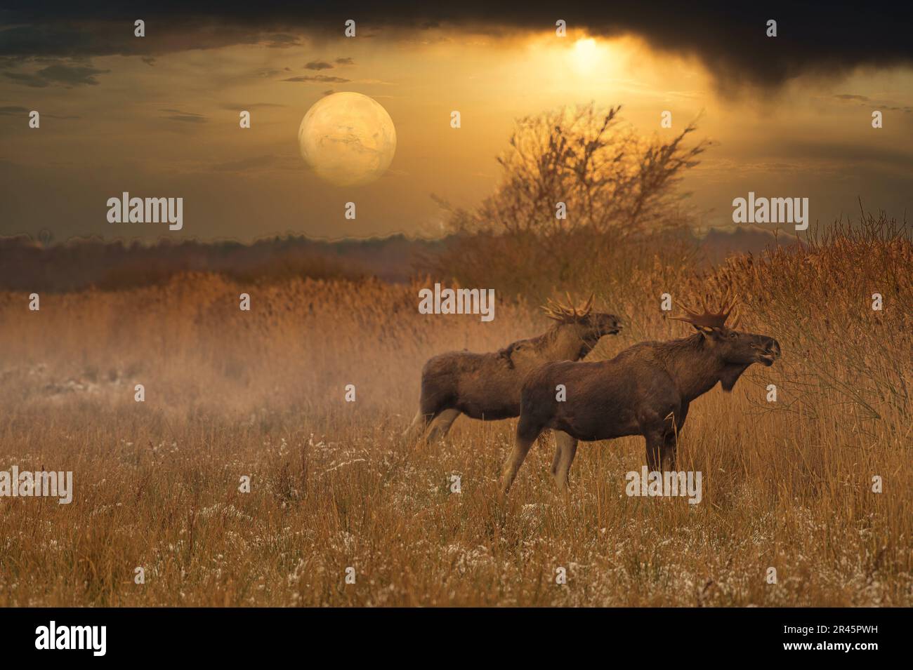 The majestic moose walking through a lush grassy field illuminated by a ...