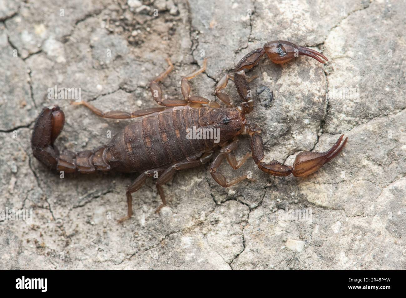 All Scorpion Species