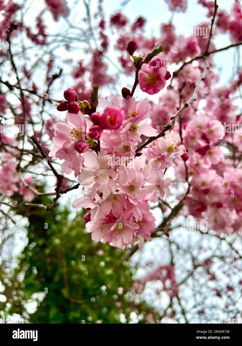 Vivid array of pink hi-res stock photography and images - Alamy