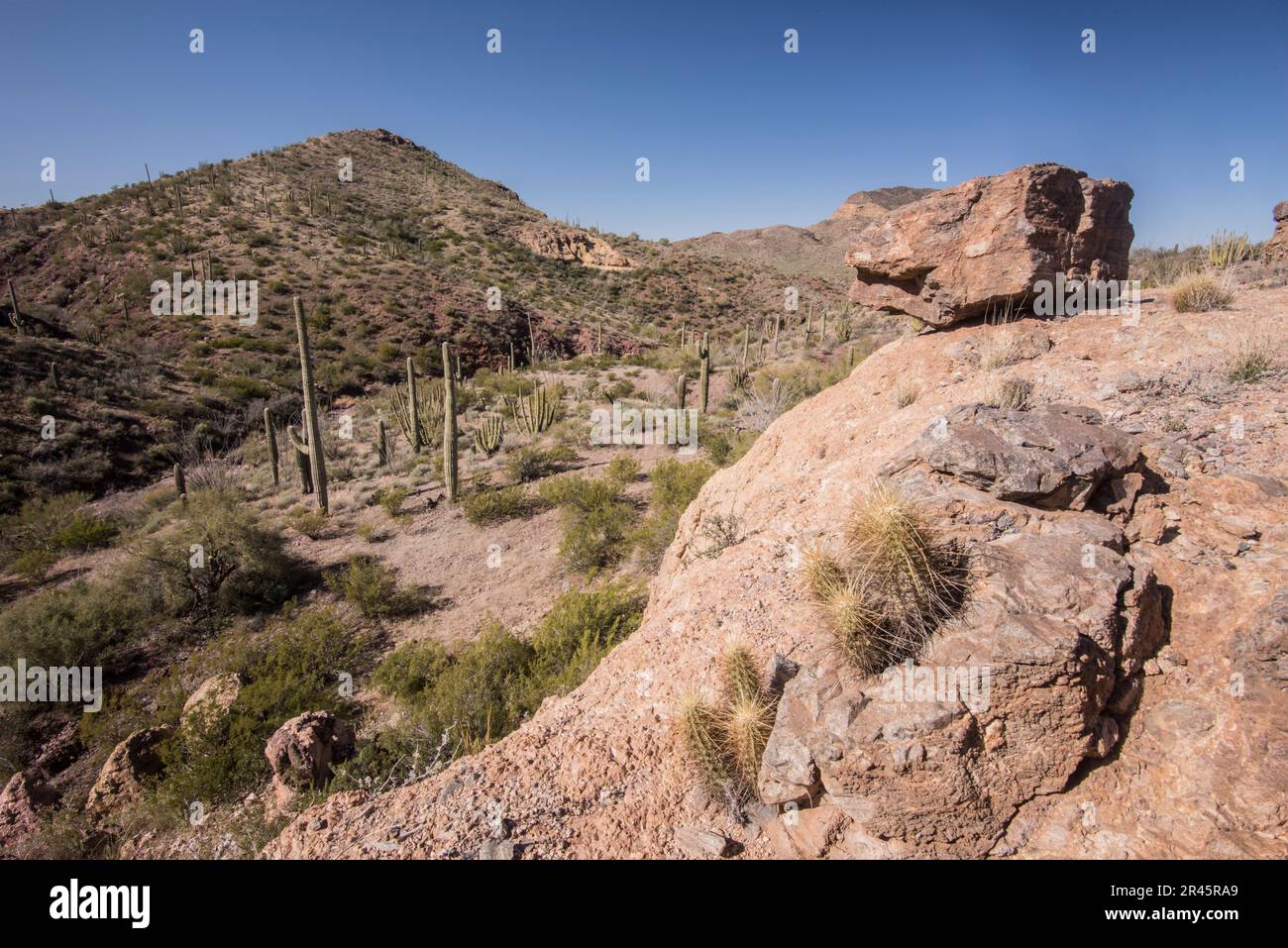 Landscape at Wildhorse Tank, an oasis in the Sonoran Desert, Organ Pipe ...