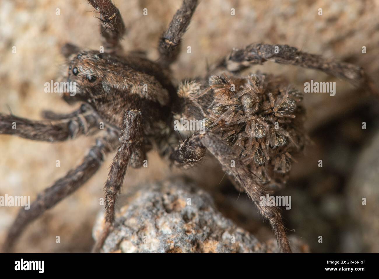 A wolf spider carries her offspring on her abdomen, the baby spiders ...