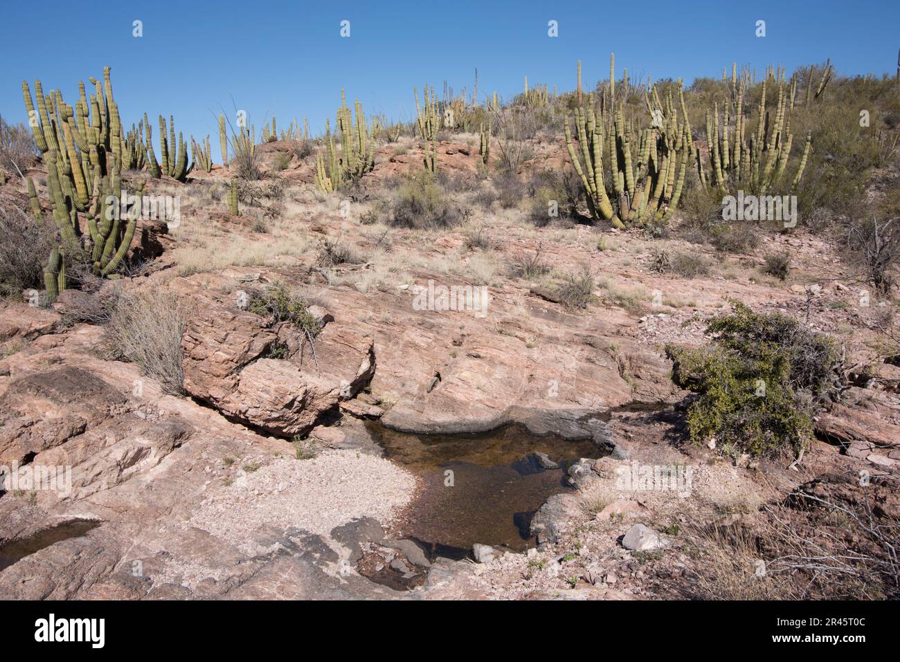Landscape at Wildhorse Tank, an oasis in the Sonoran Desert, Organ Pipe ...