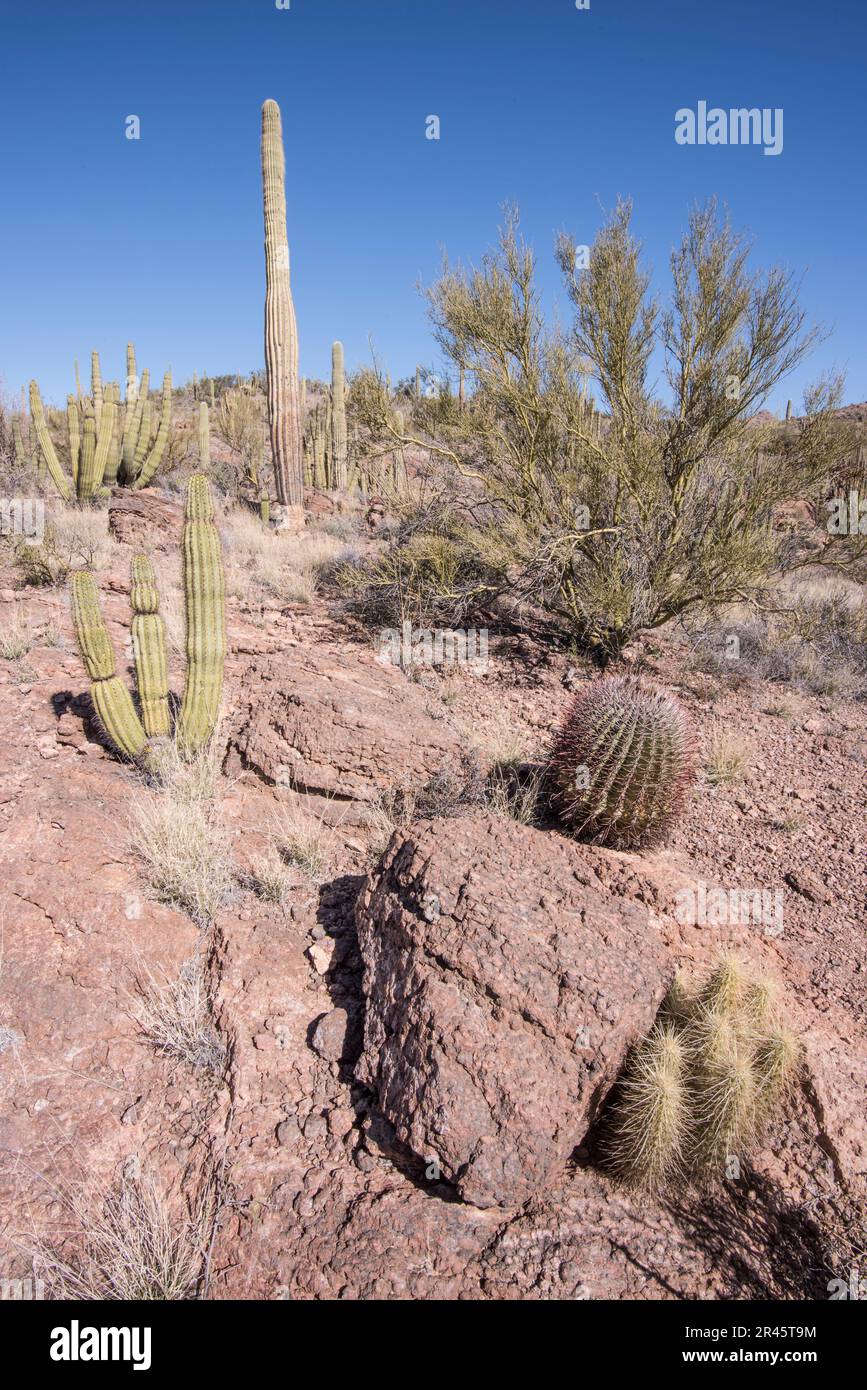 Landscape at Wildhorse Tank, an oasis in the Sonoran Desert, Organ Pipe ...