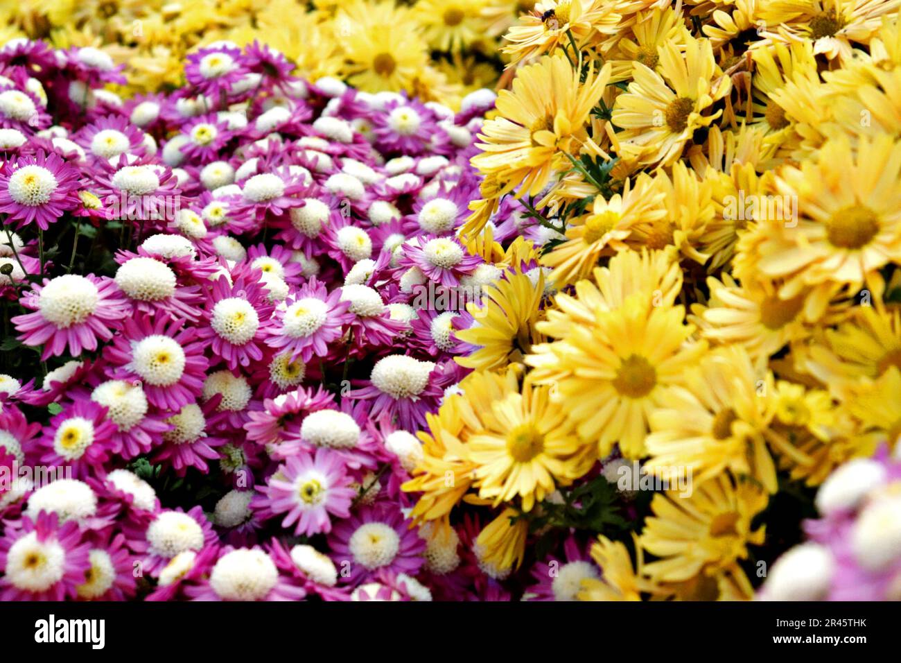 A vibrant display of colorful flowers in an open field Stock Photo - Alamy