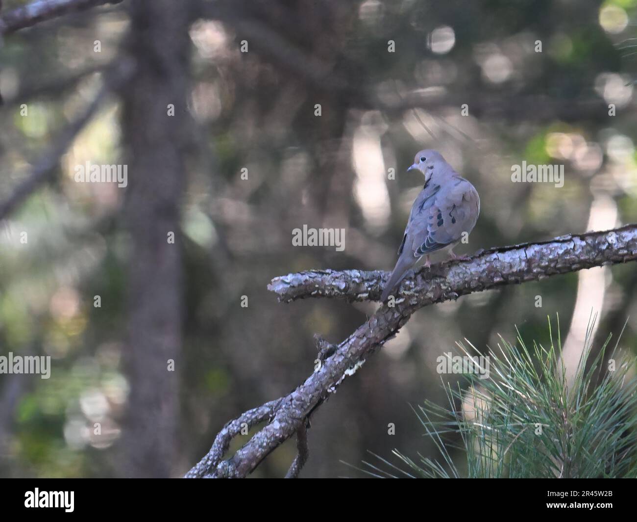 A Mourning Dove bird perched atop a tree branch in a lush forest ...
