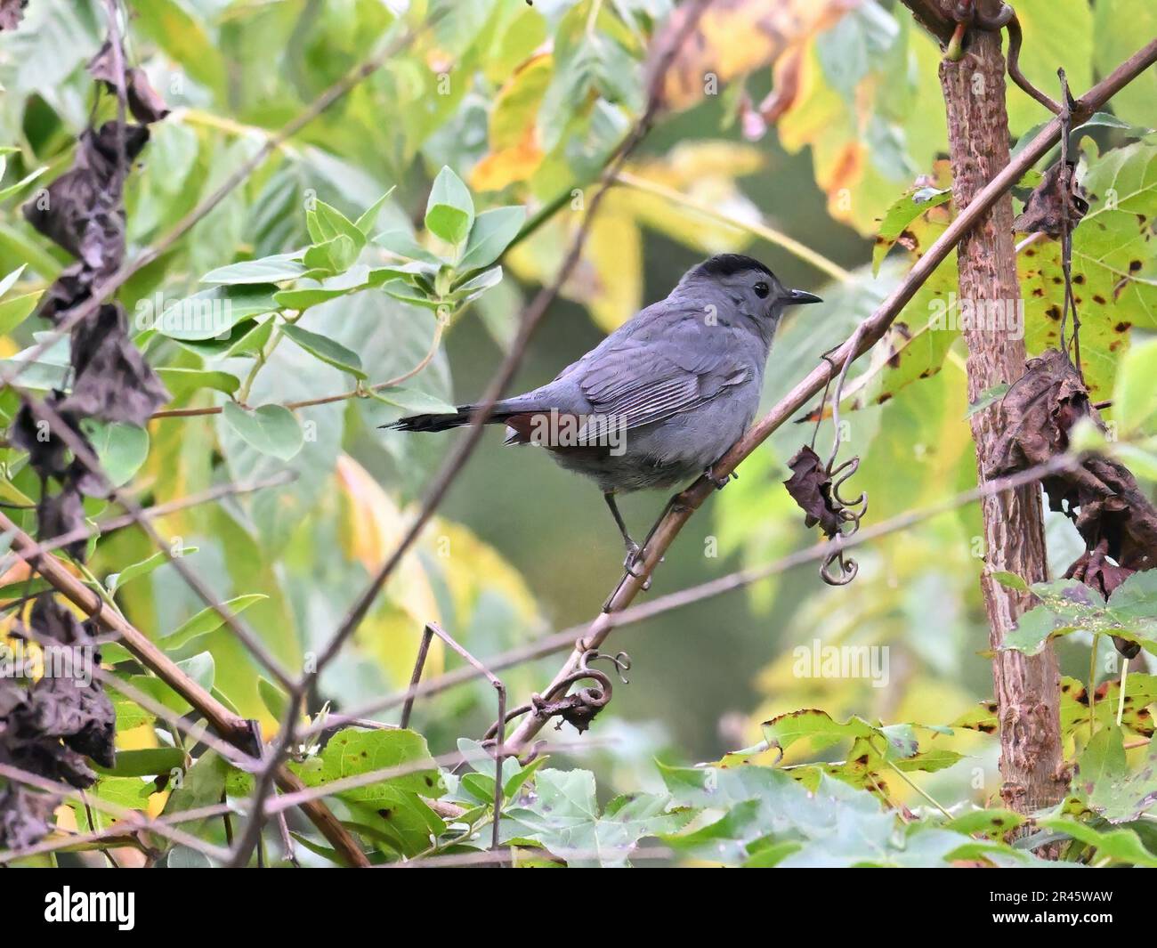 A Gray Catbird bird perched atop a branch of a tree, surrounded by lush ...