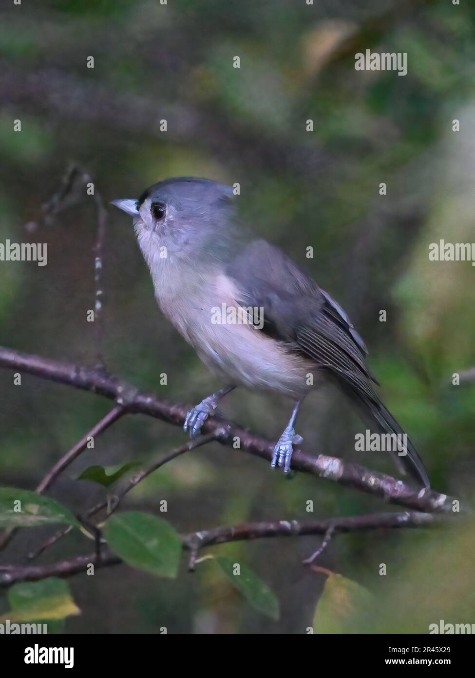 A small Tufted Titmouse bird perched on a branch in a forest setting ...