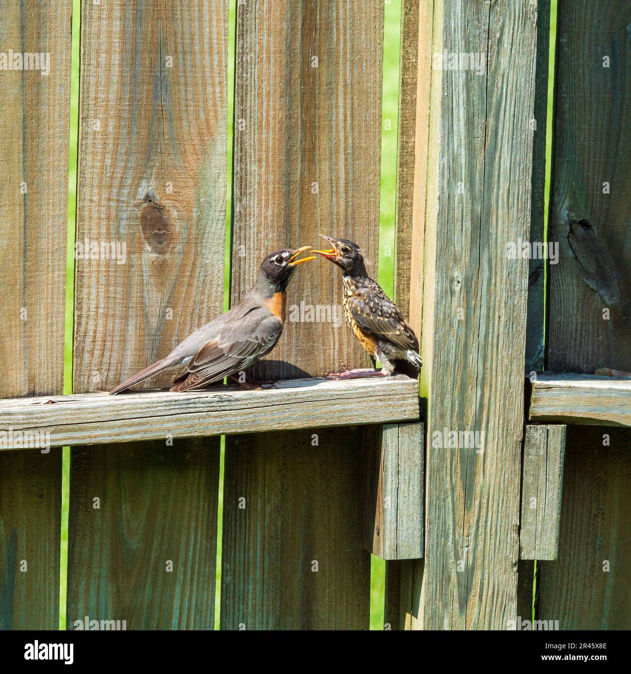 A fledgling and an adult robin sit on a fence crossbeam at Crestbruck ...
