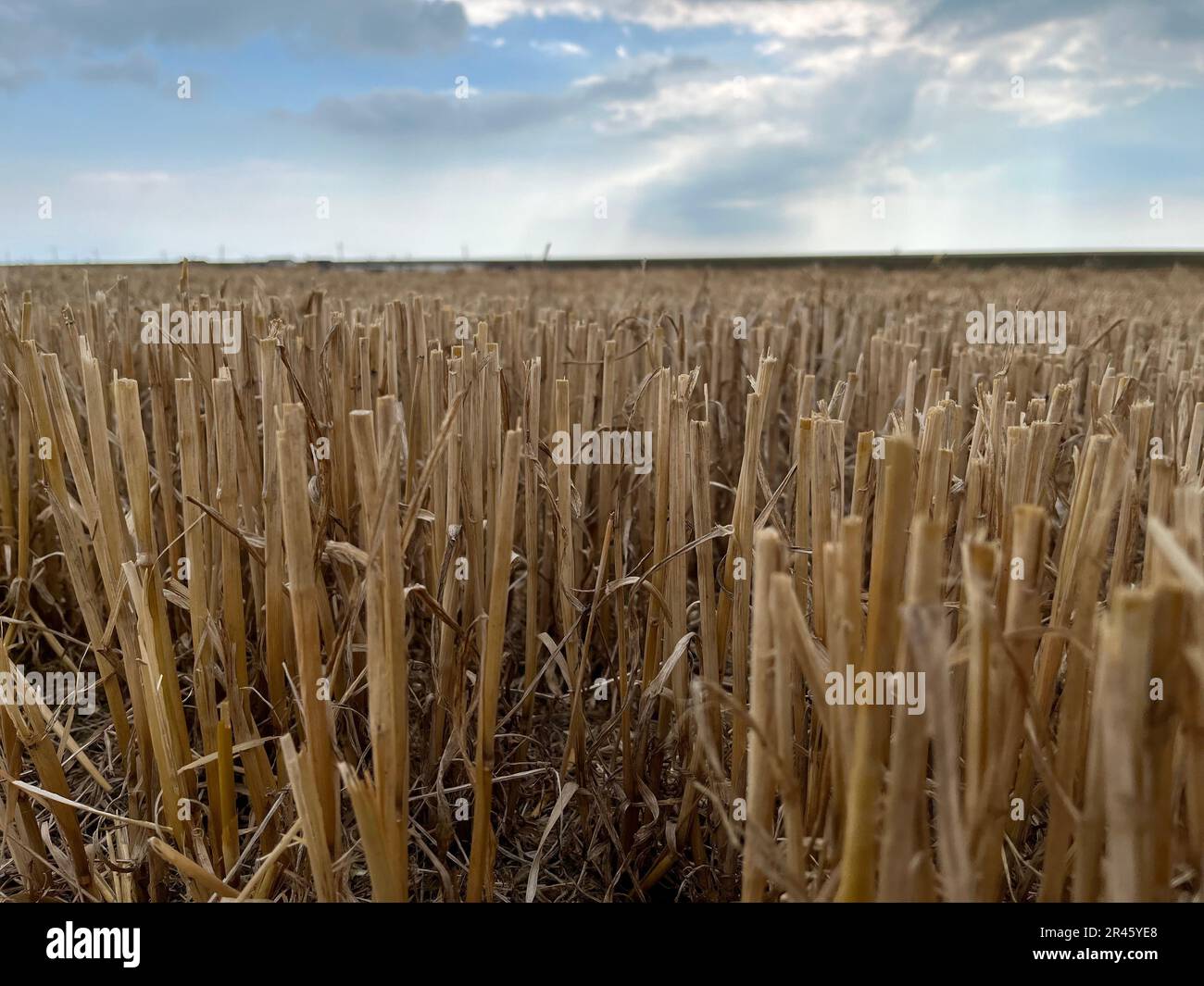 An expansive green field of corn stalks, swaying gently in the wind ...