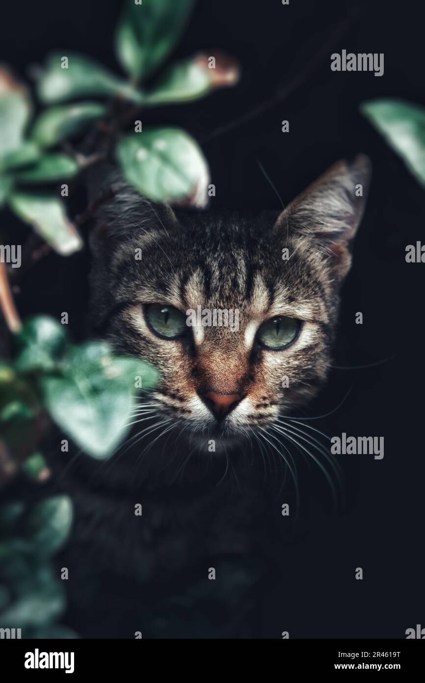 A domestic cat with bright green eyes looking directly into the camera ...