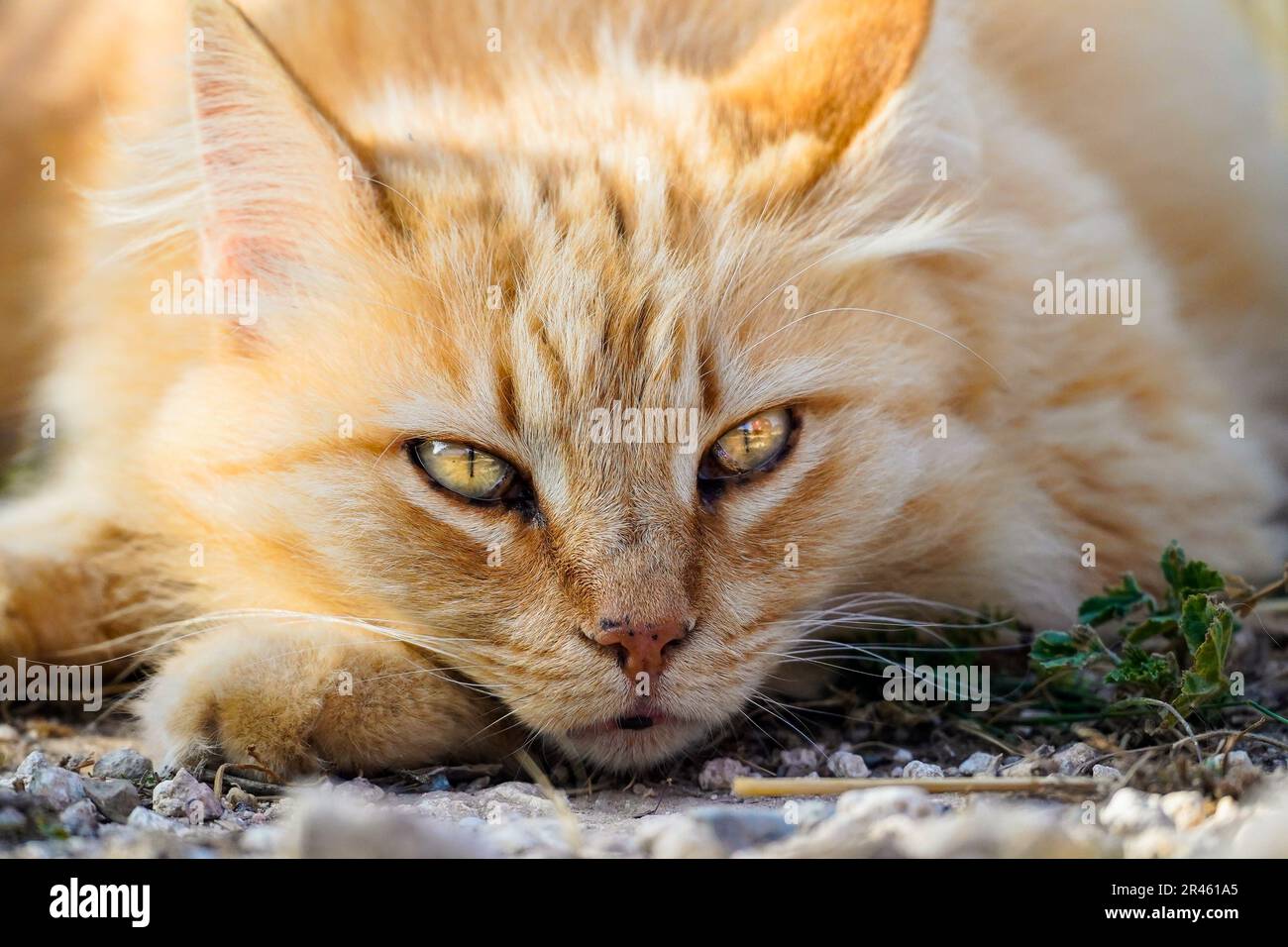 A domestic orange tabby cat resting in a relaxed position on the ground ...