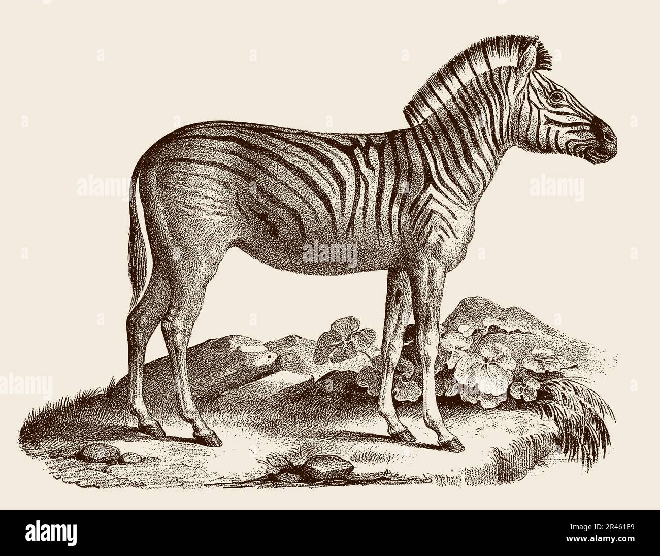 The mountain zebra Stock Vector Images - Alamy