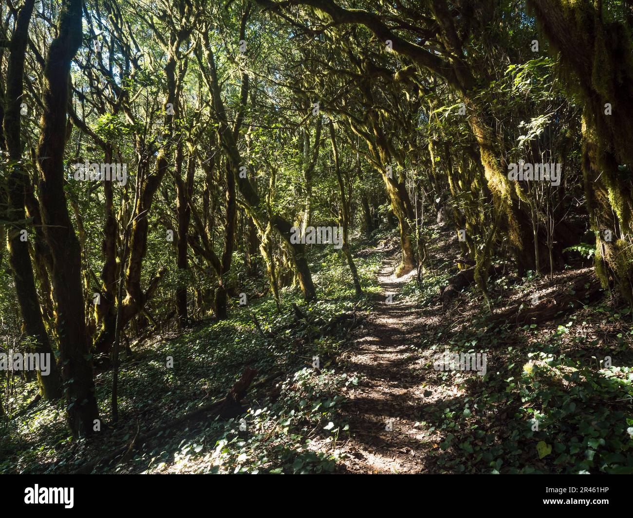 Narrow footpath through laurisilva forest with twisted branches of ...